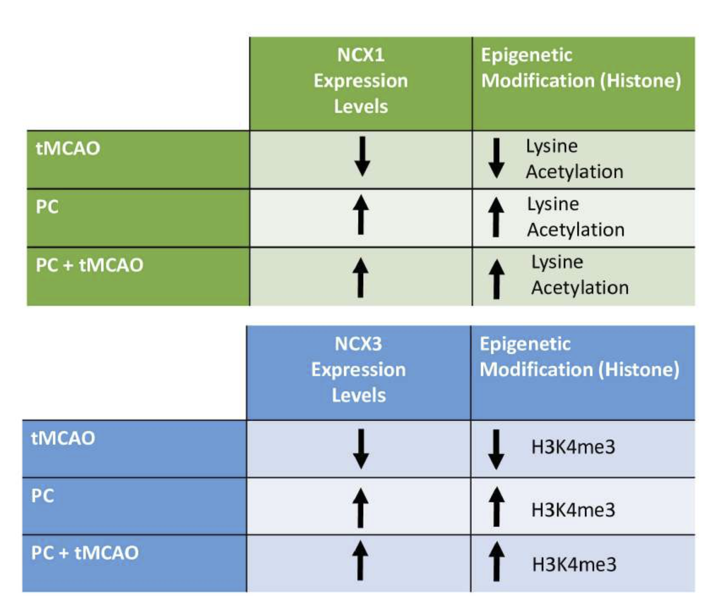 Epigenetic regulation of NCX1 and NCX3 genes in cerebral ischemia and ischemic brain ...